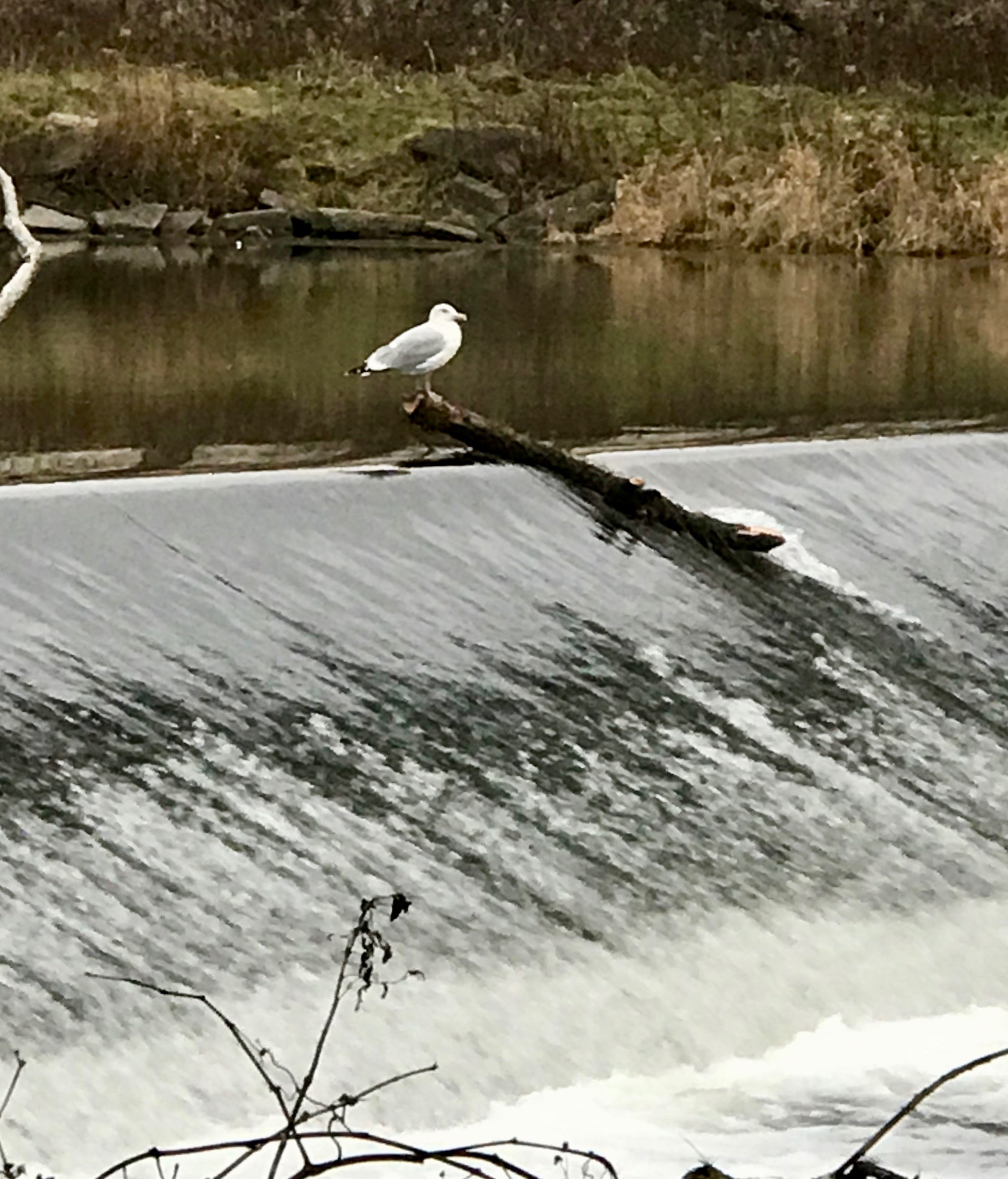 Precarious perch – THE WIDOW BADASS BLOG