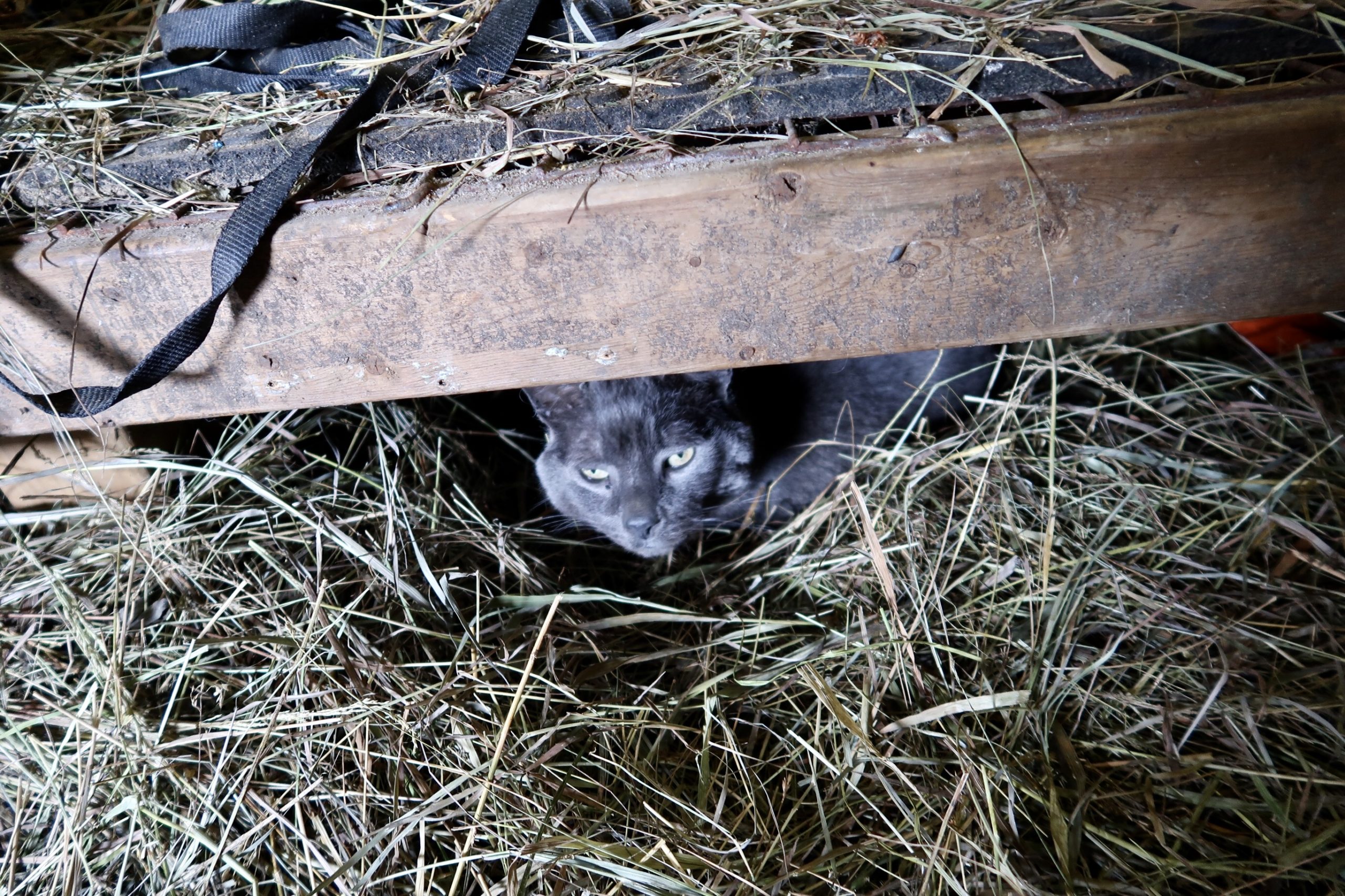 A Visit to Red Maple Homestead – THE WIDOW BADASS BLOG