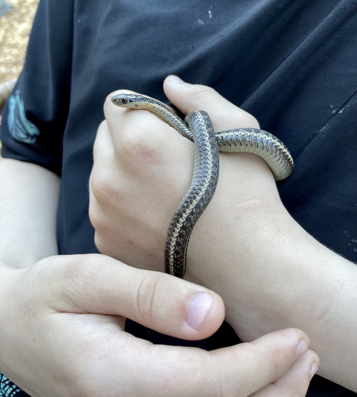 garden snake – THE WIDOW BADASS BLOG