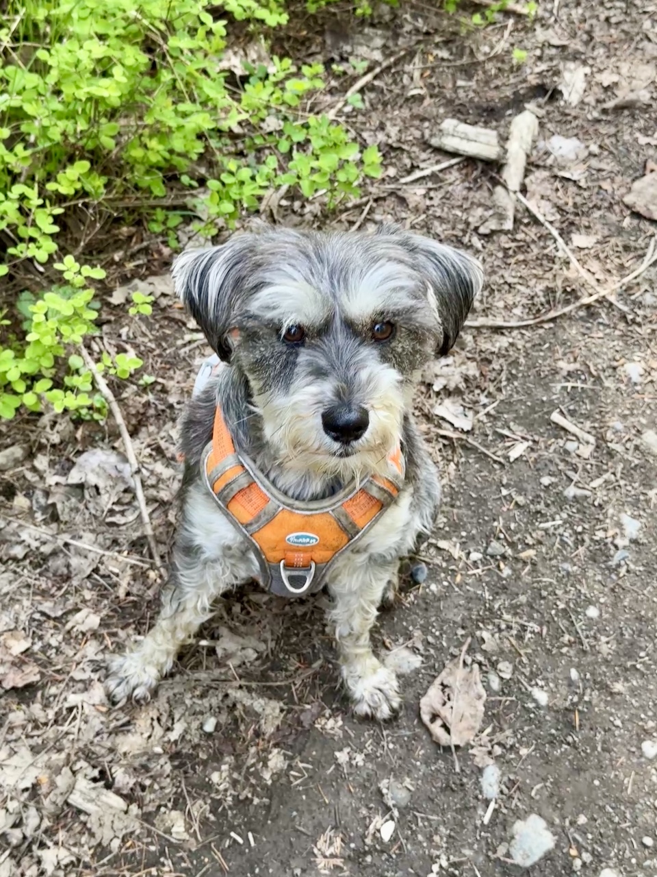 rare photo of Bowser sitting still on trail – THE WIDOW BADASS BLOG